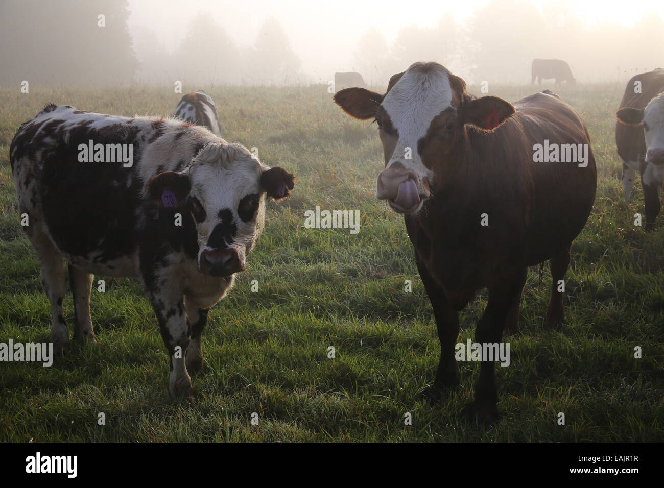 Vermont beef cattle hi-res stock photography and images - Alamy