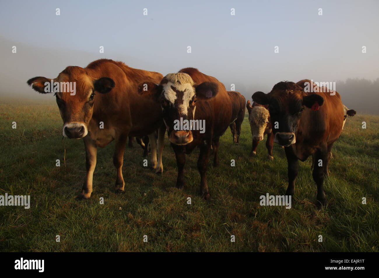 Vermont beef cattle hi-res stock photography and images - Alamy