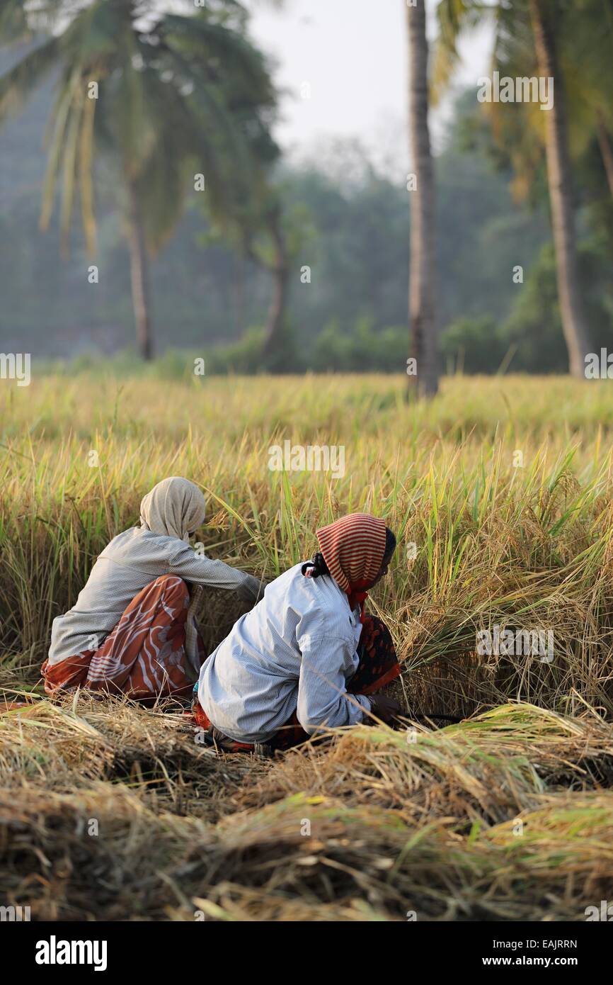 Indian woman harvesting rice hi-res stock photography and images - Alamy