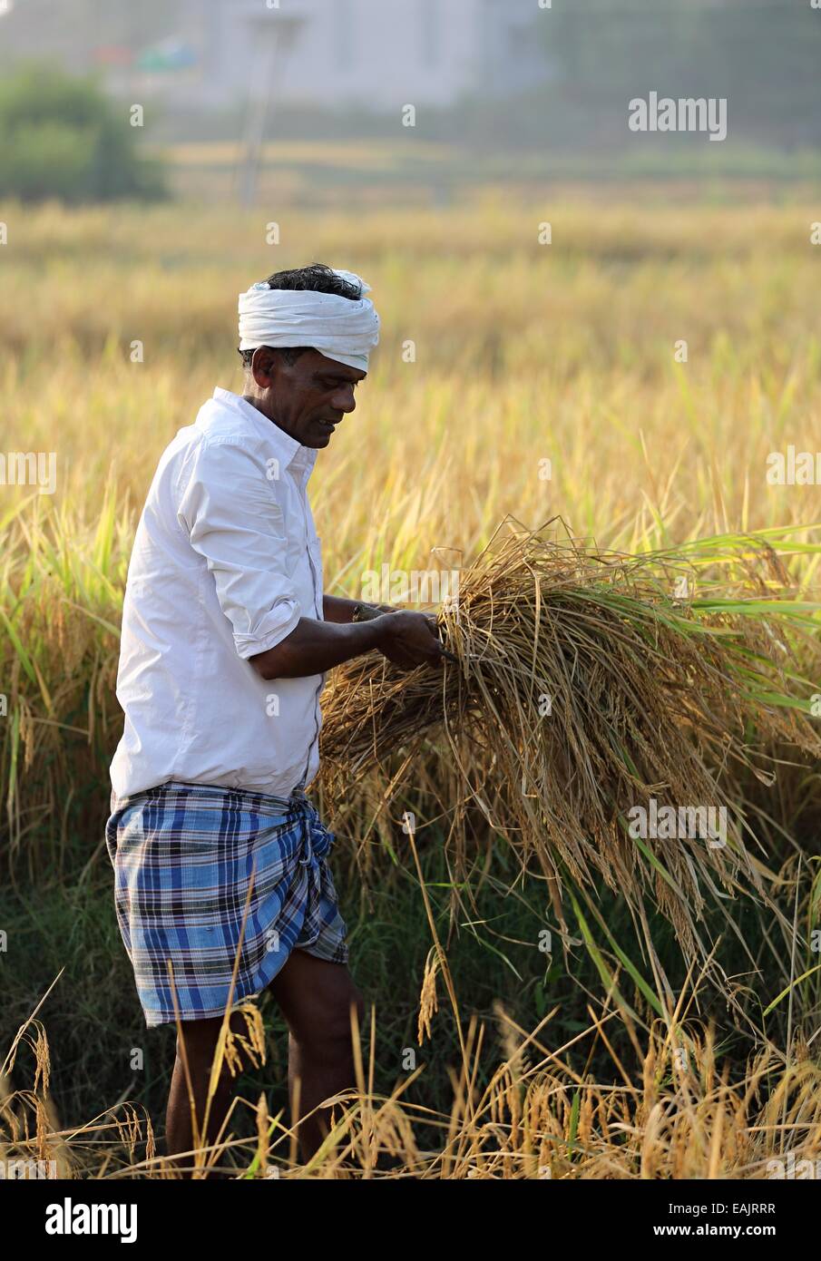 Rice Field Harvest Kerala