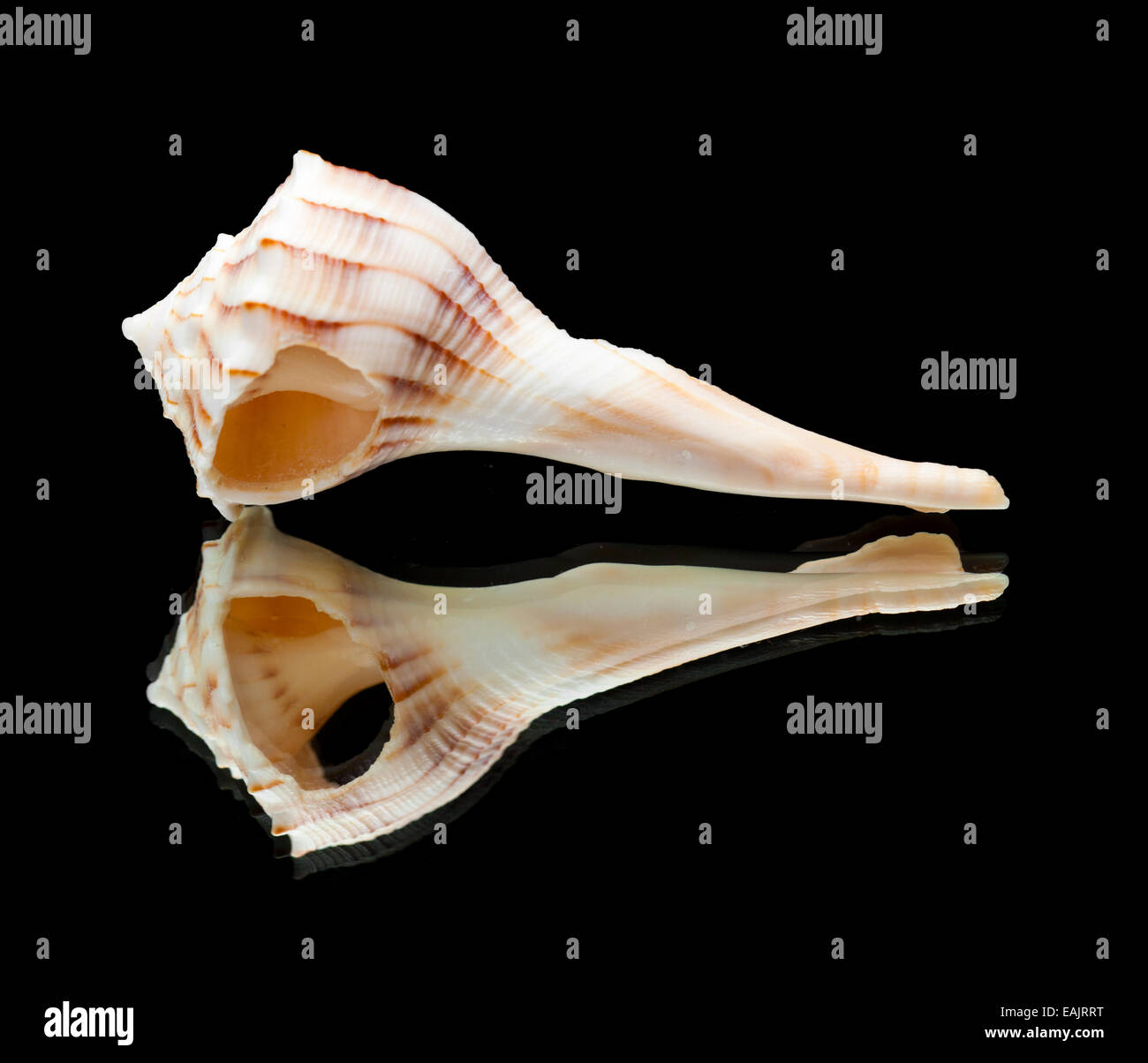 broken sea shell on black mirror Stock Photo - Alamy