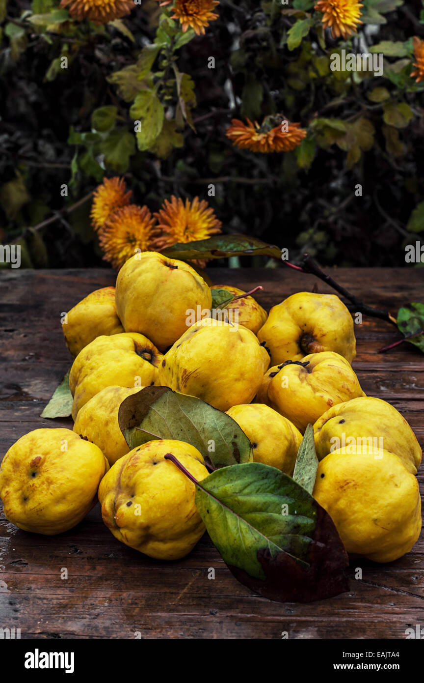 juicy,ripe quince fruit on wooden top Stock Photo - Alamy