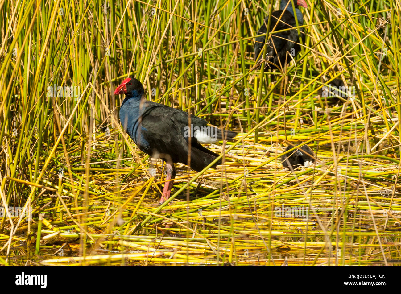 Swamphen and Chick, Porphyrio porphyrio at Glen Helen Gorge, West ...
