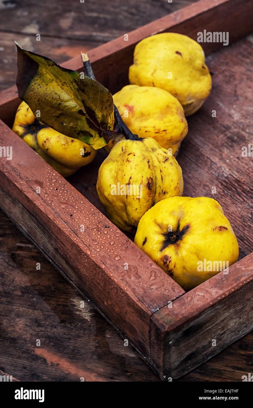 juicy,ripe quince fruit on wooden top Stock Photo - Alamy