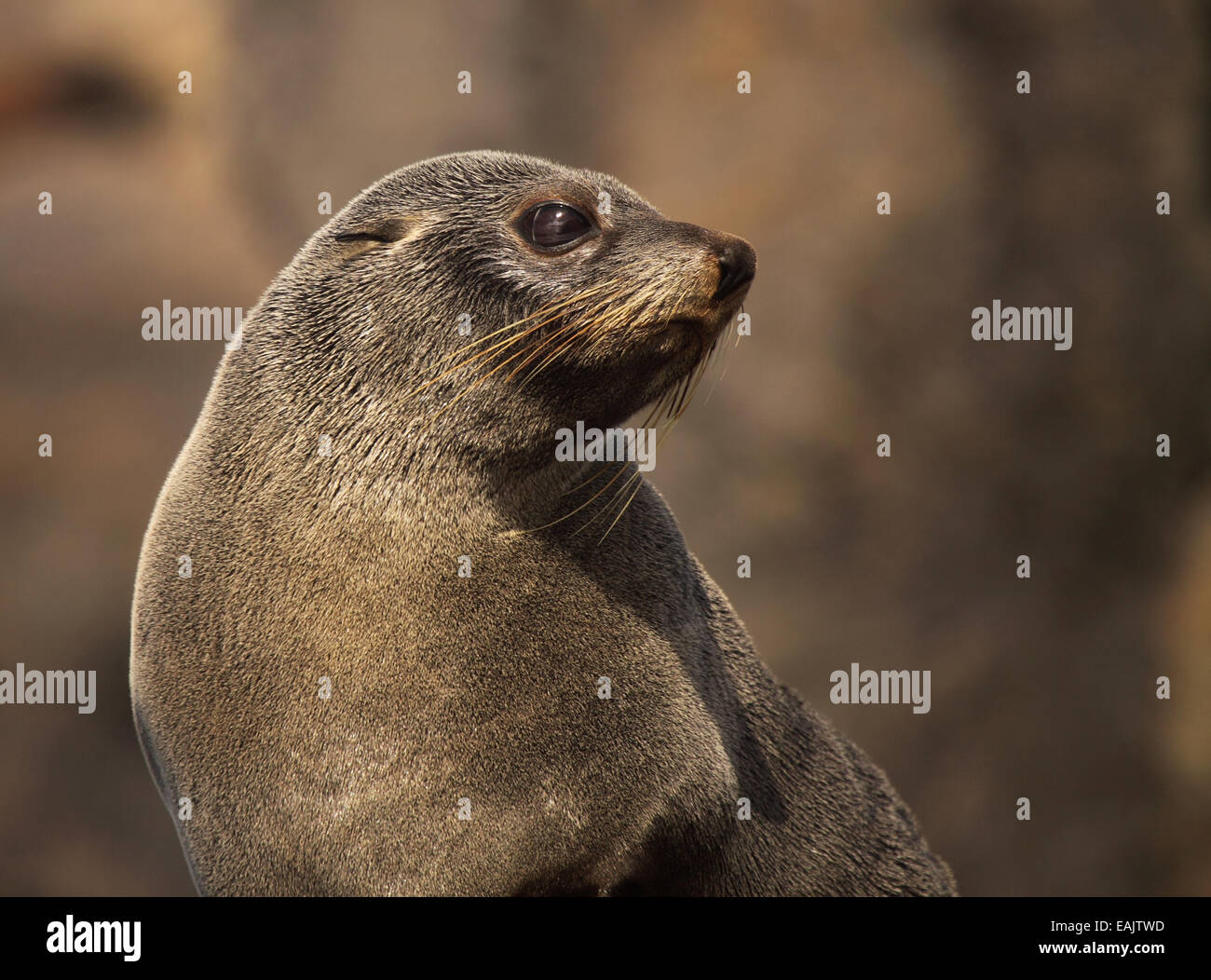 A portrait of a Southern Fur Seal leaning away Stock Photo - Alamy