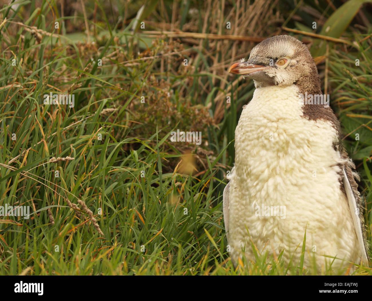 A juvenile Yellow-eyed Penguin among grasses Stock Photo - Alamy