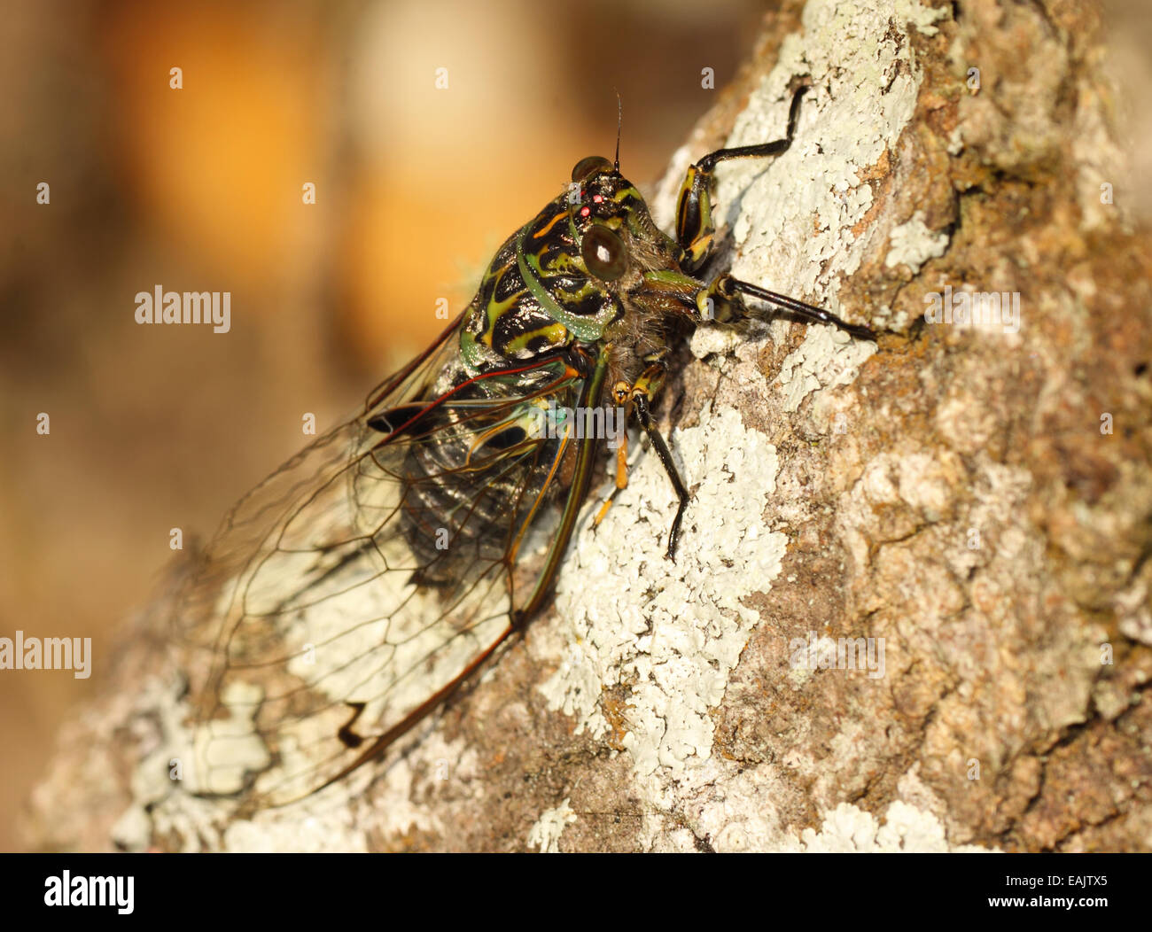 A New Zealand Cicada on a leaning perch Stock Photo - Alamy
