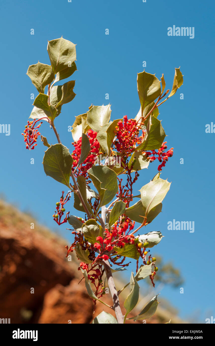 Bloodwood tree hi-res stock photography and images - Alamy