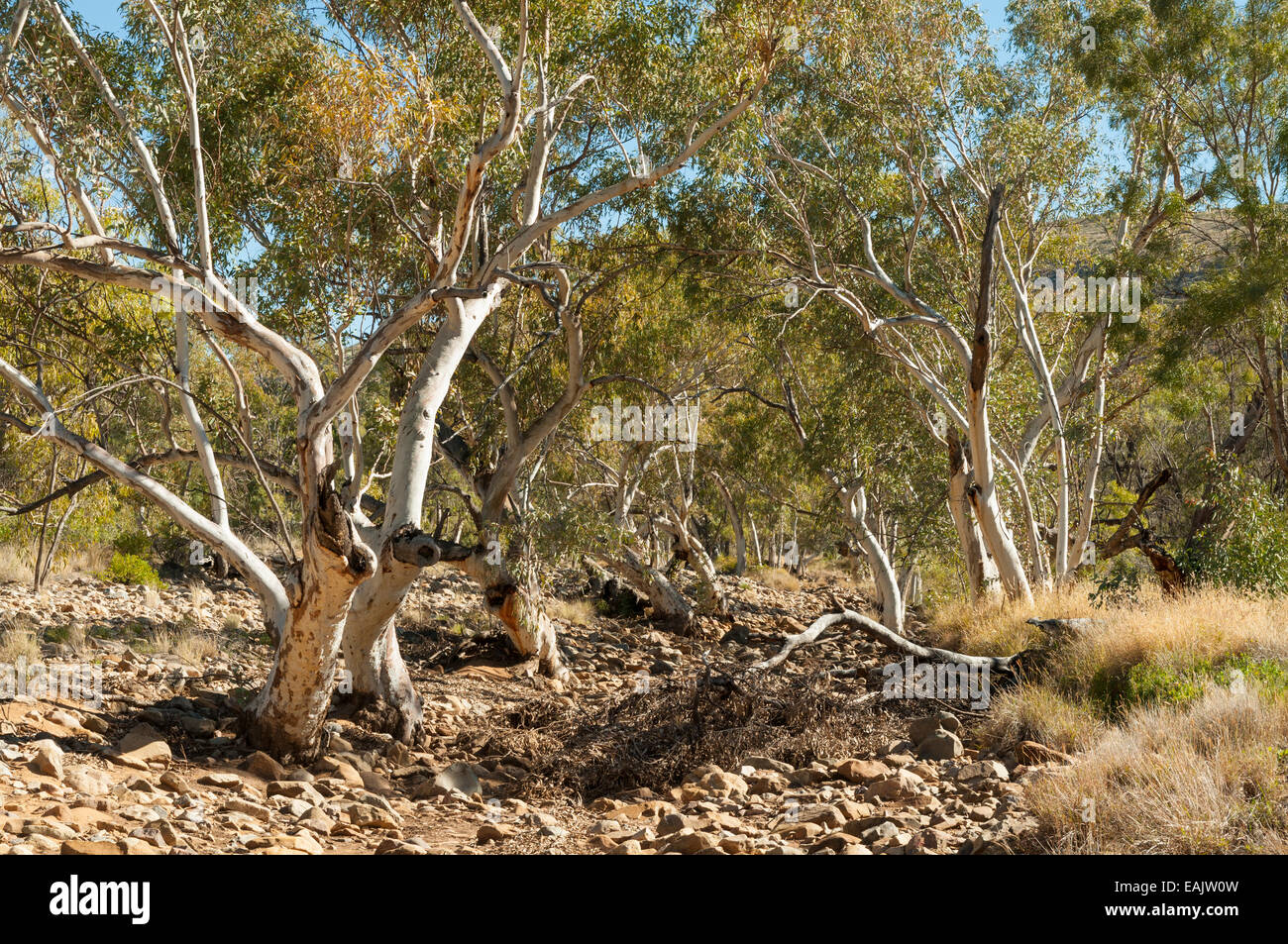 Riverbed serpentine gorge west macdonnells hi-res stock photography and ...