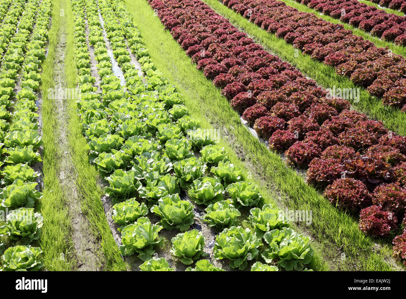 healthy red lettuce grown in the farmland Stock Photo - Alamy