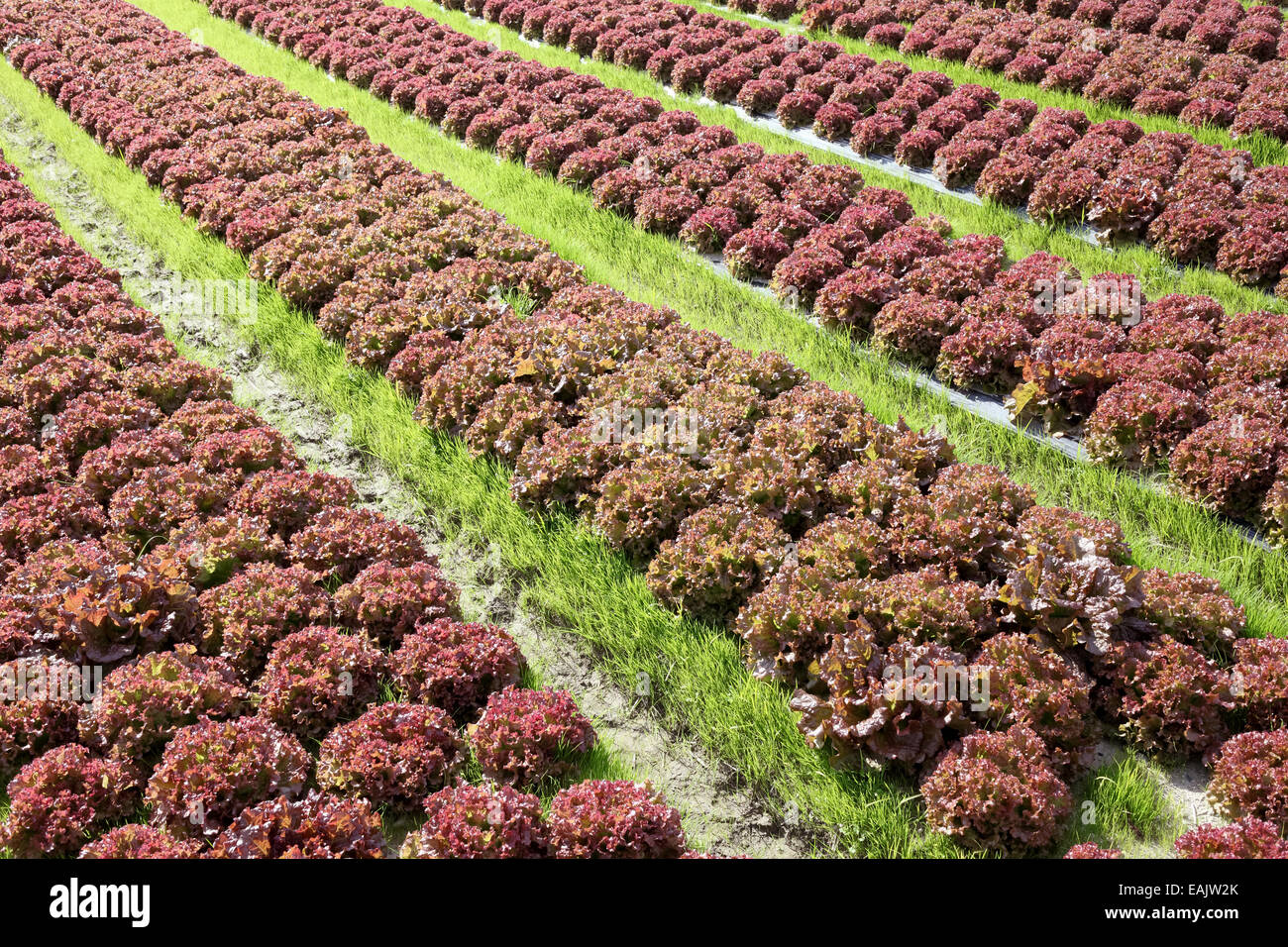 healthy red lettuce grown in the farmland Stock Photo - Alamy