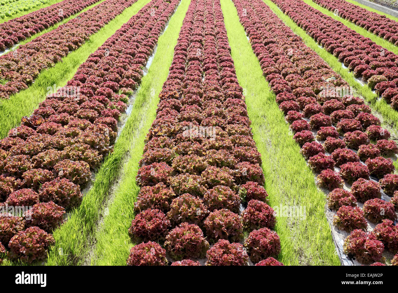 healthy red lettuce grown in the farmland Stock Photo - Alamy
