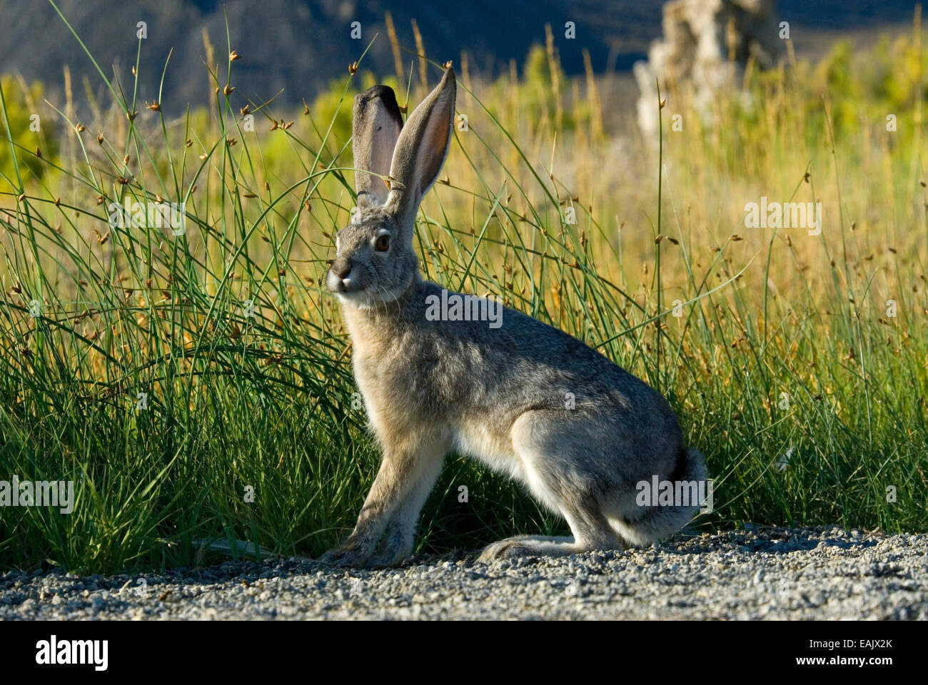 Jackrabbit, Mono Basin National Forest Scenic Area, Mono Lake Tufa ...