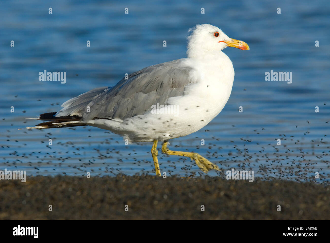 Mono lake california alkali flies hi-res stock photography and images ...