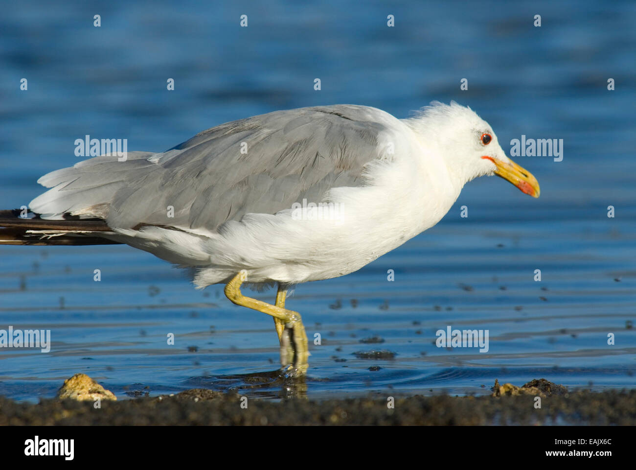 Alkali flies mono lake hi-res stock photography and images - Alamy