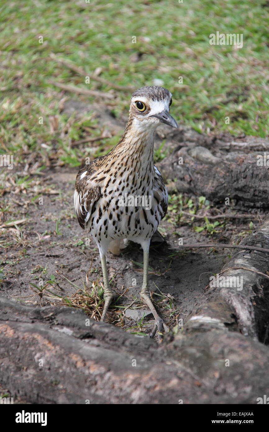 Bush Stone-curlew (Burhinus grallarius Stock Photo - Alamy