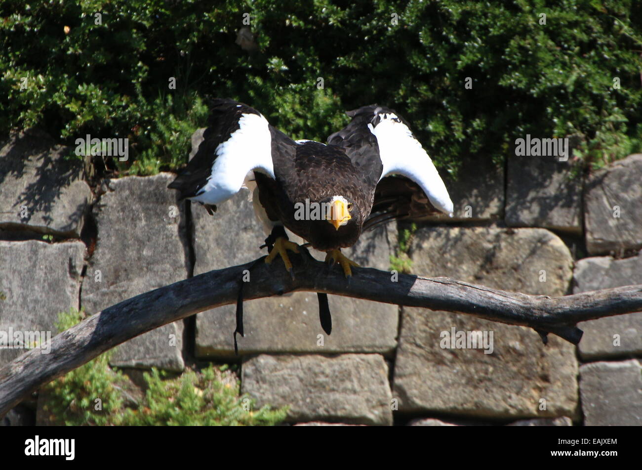 Pacific Steller's sea eagle (Haliaeetus pelagicus) taking off into ...