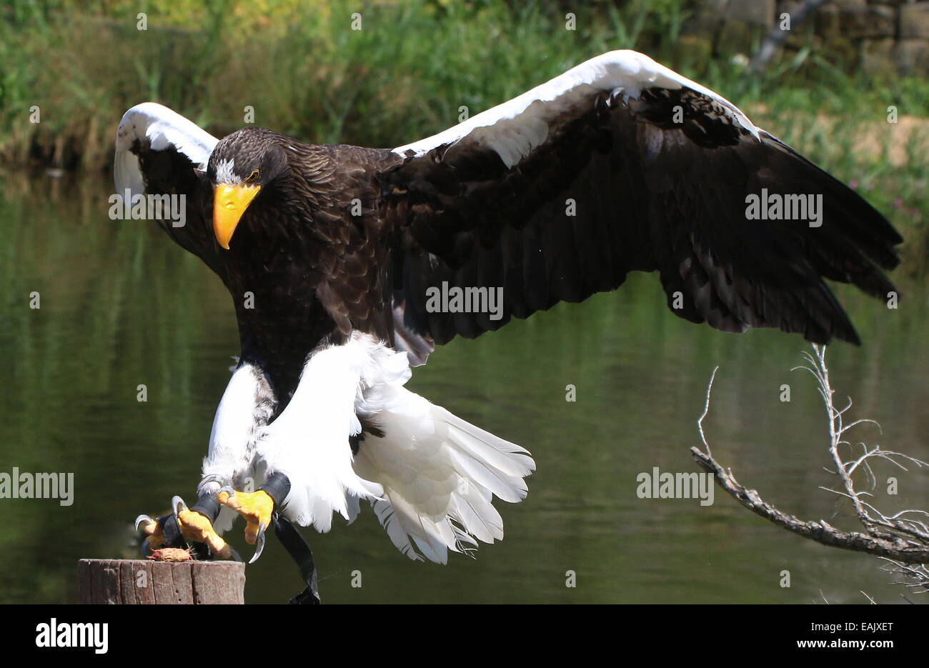 Pacific Steller's sea eagle (Haliaeetus pelagicus) in flight during a ...