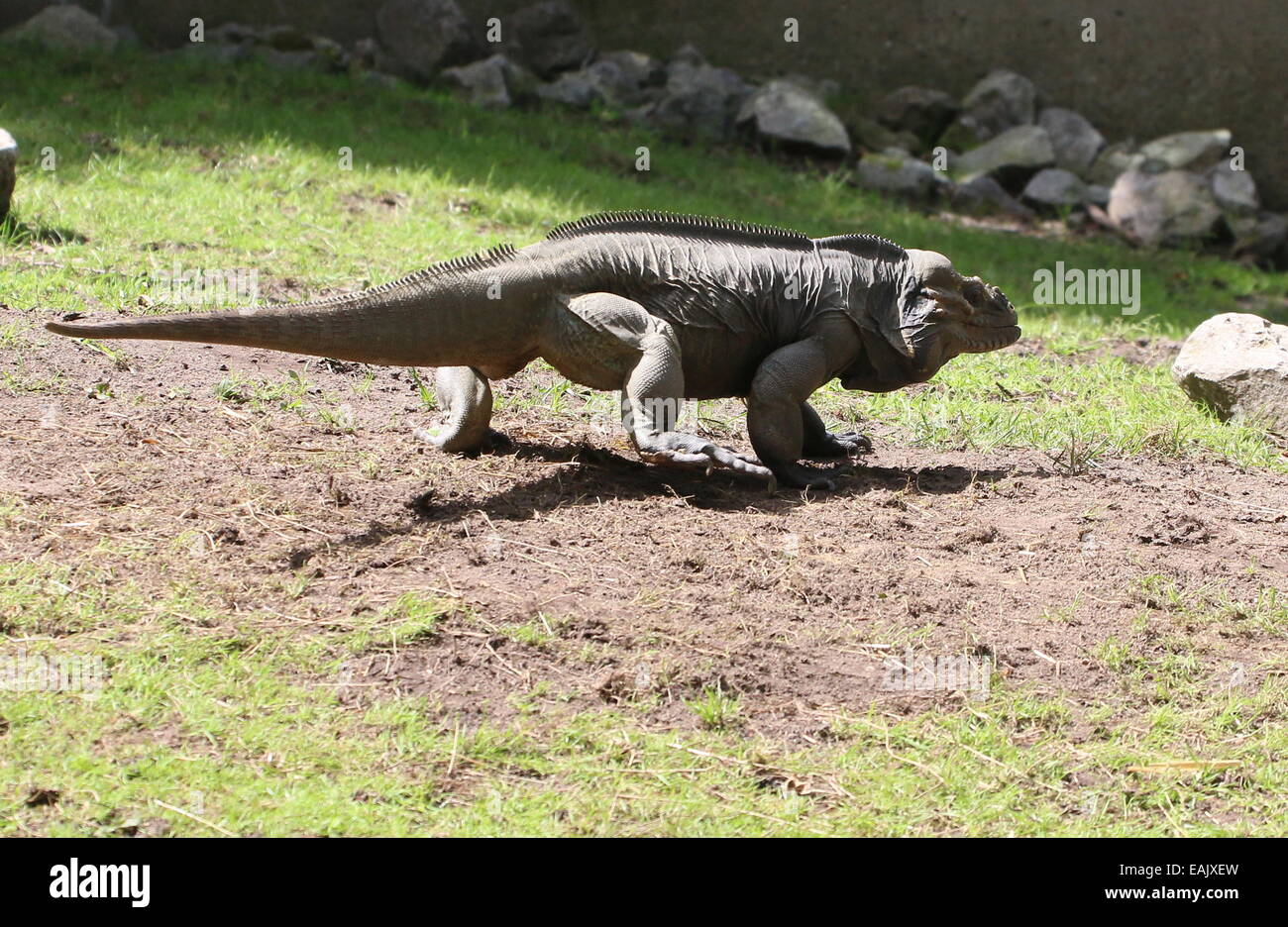 Rhinoceros iguanas cyclura cornuta dominican republic hi-res stock ...
