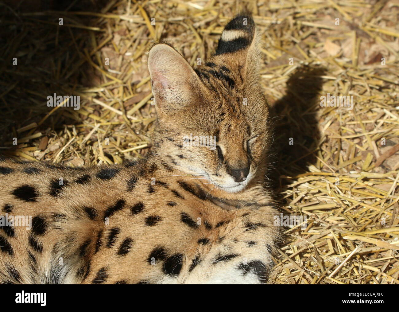 Close-up of the head of the African Serval (Leptailurus serval ...