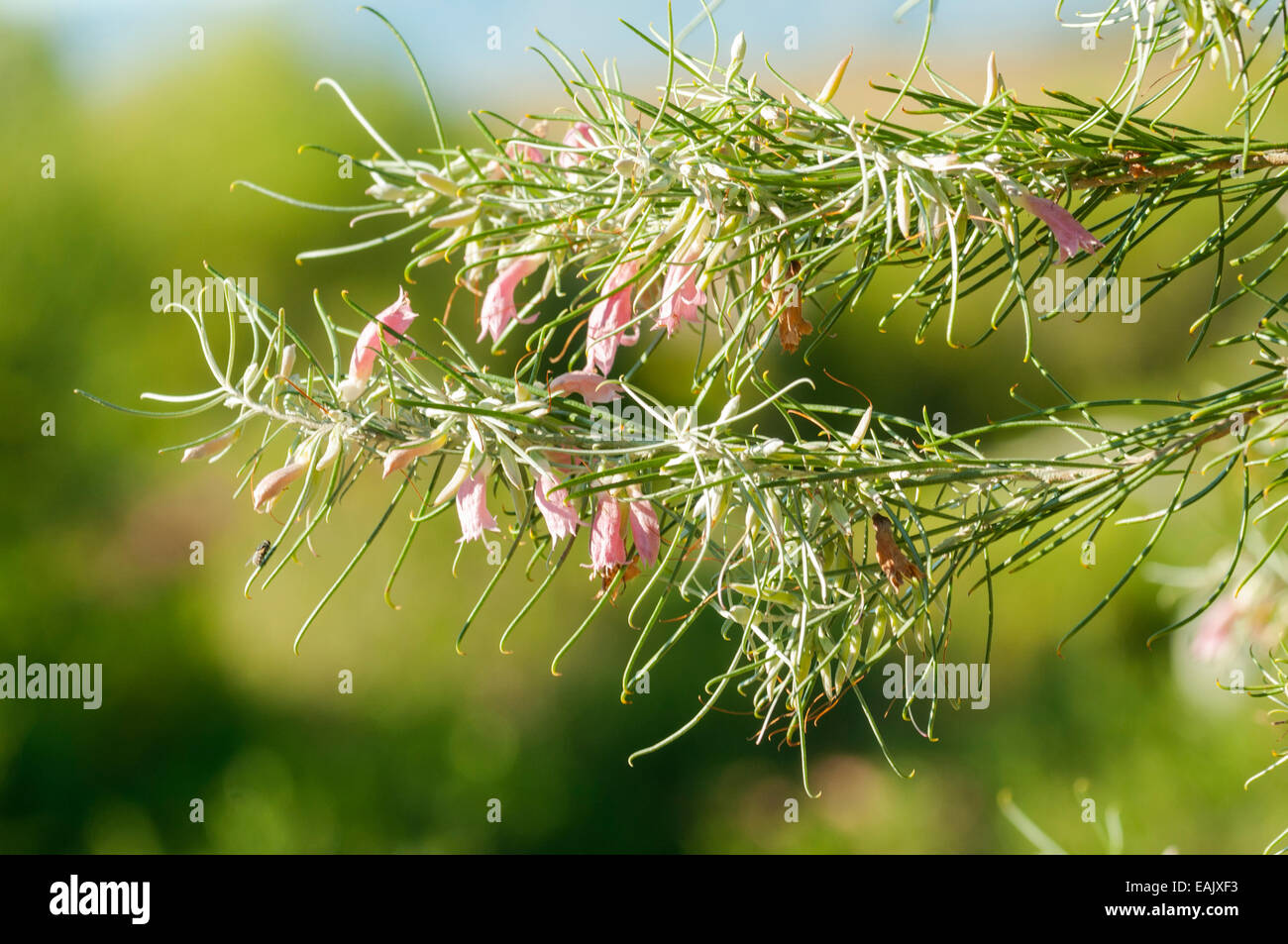 Eremophila maculata ssp Brevifolia, Spotted Emu Bush in Port Augusta ...