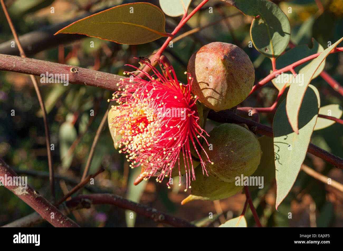 Eucalyptus youngiana, Ooldea Mallee in Port Augusta, South Australia ...
