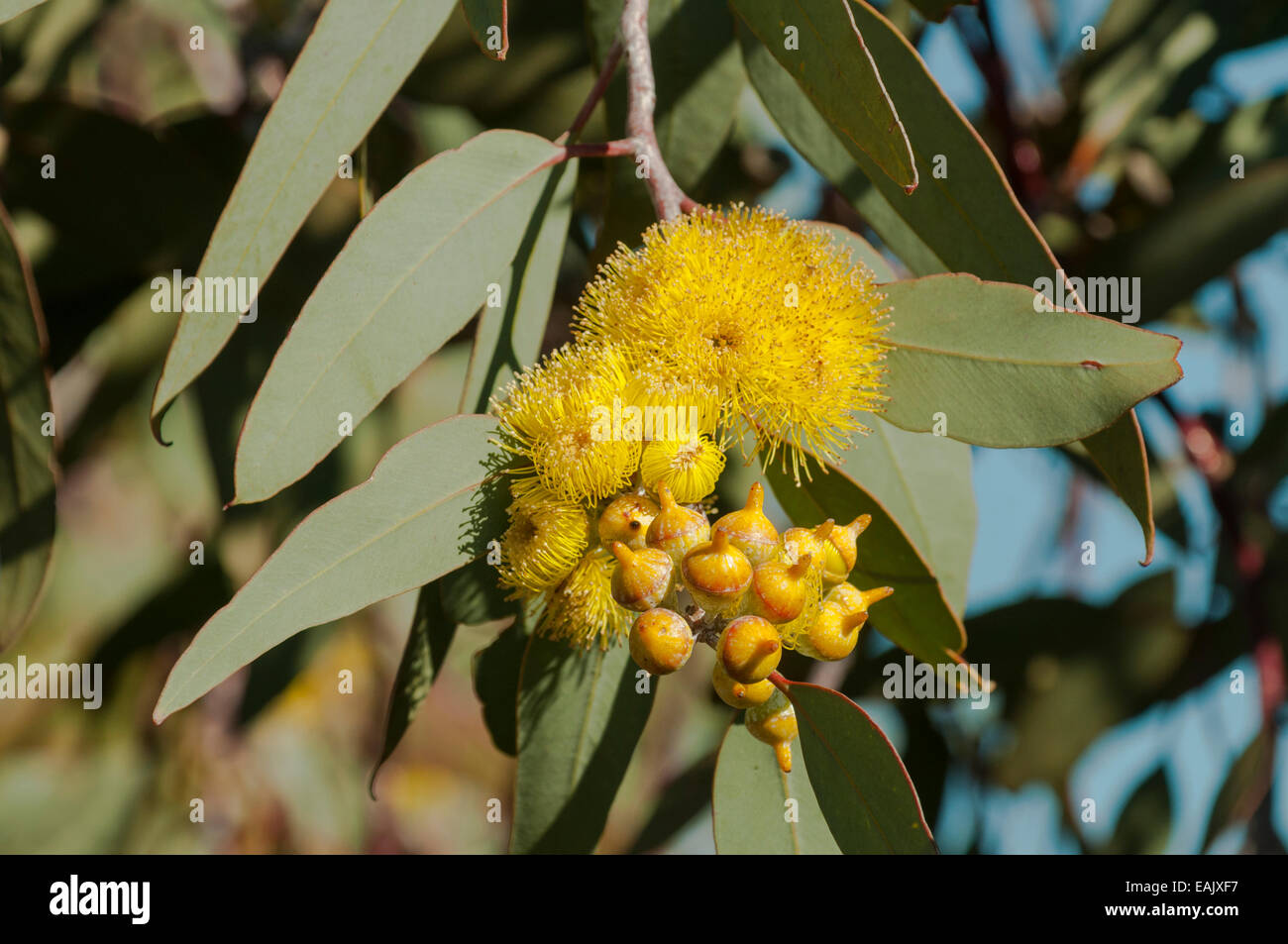 Flowering mallee tree hi-res stock photography and images - Alamy
