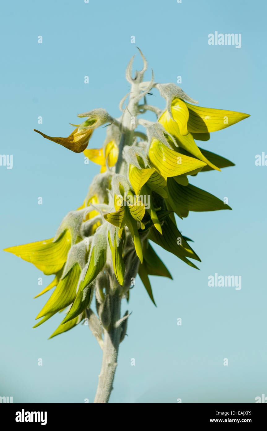 Crotolaria cunninghamii, Regal Birdflower in Port Augusta, South ...