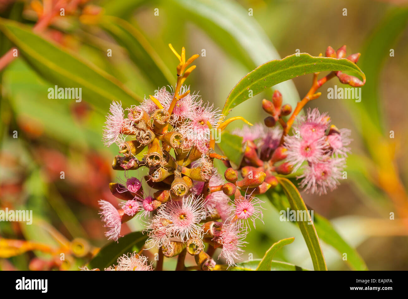Eucalyptus lansdowneana, Red-flowered Mallee at Port Augusta, South ...