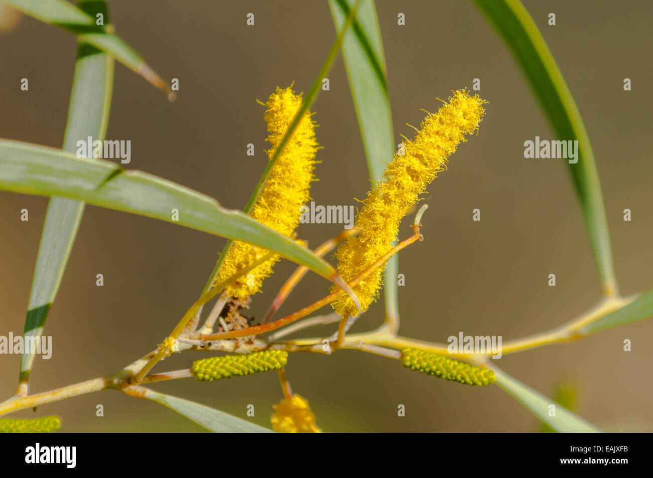Acacia undoolyana, Sickle-leaf Wattle in Port Augusta, South Australia ...