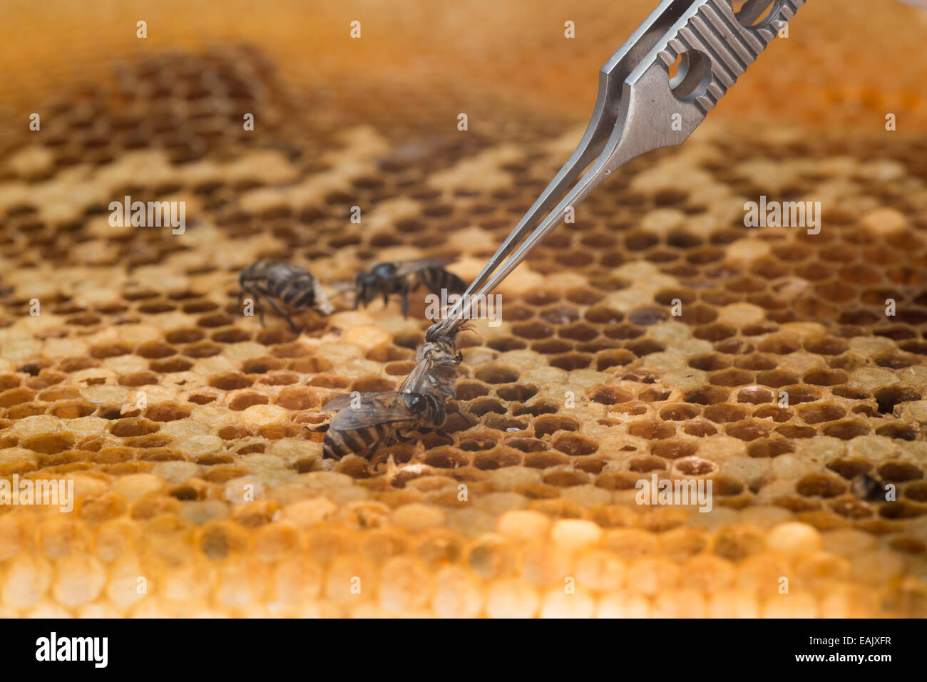 Honey bee science research Stock Photo - Alamy