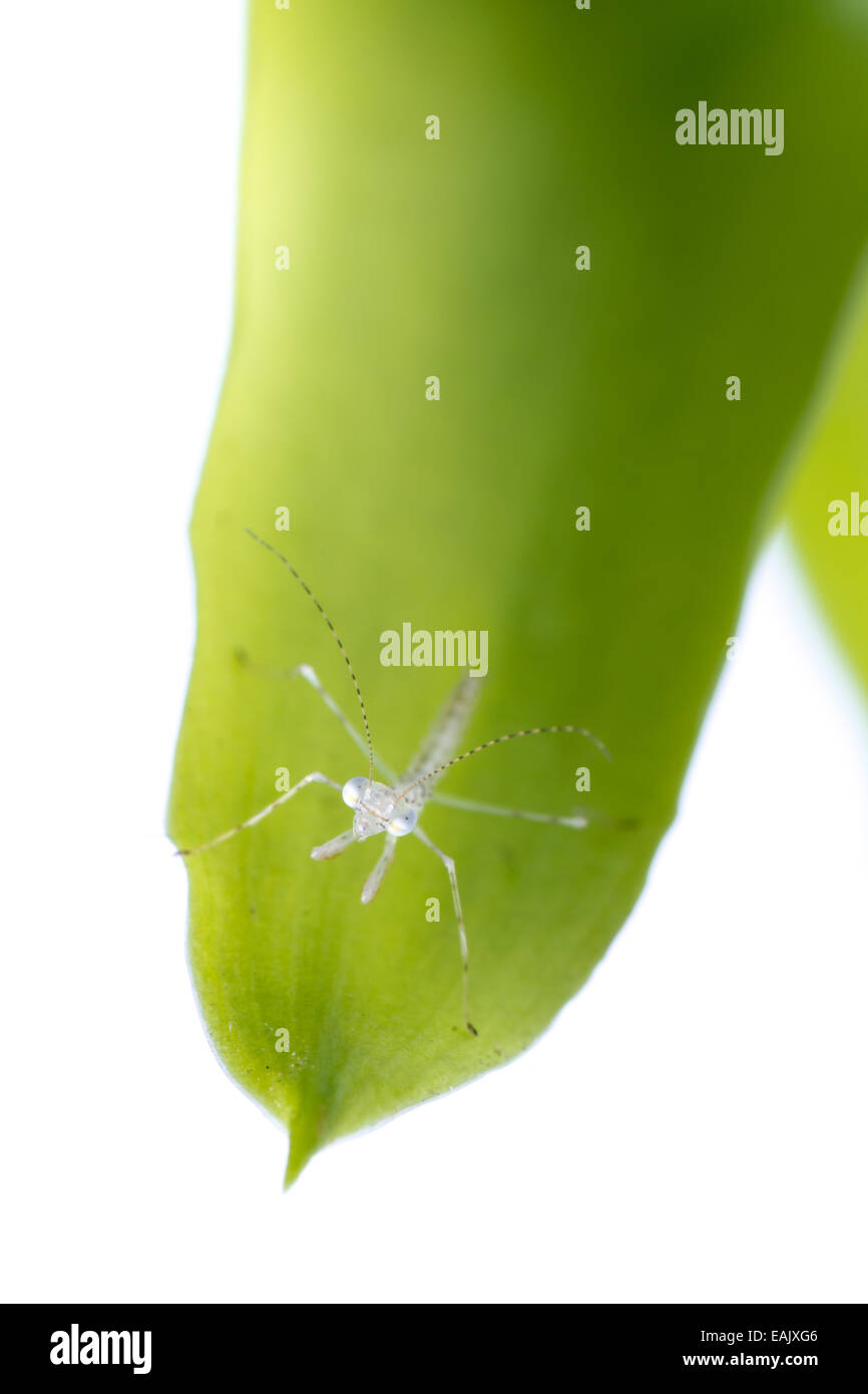 Praying mantis baby,Sinomantis denticulata, just hatched Stock Photo ...