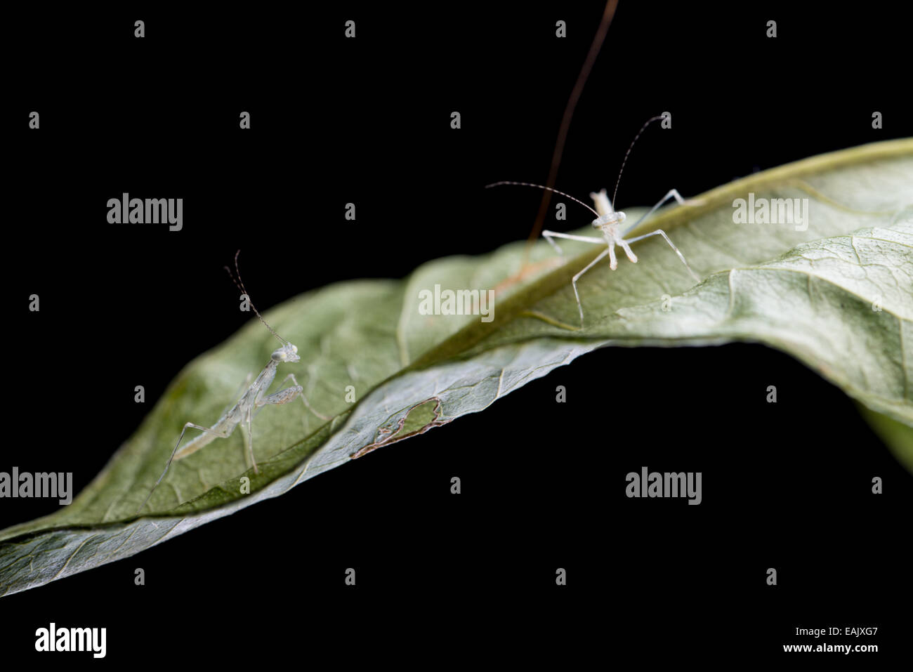 Praying mantis baby,Sinomantis denticulata, just hatched Stock Photo ...