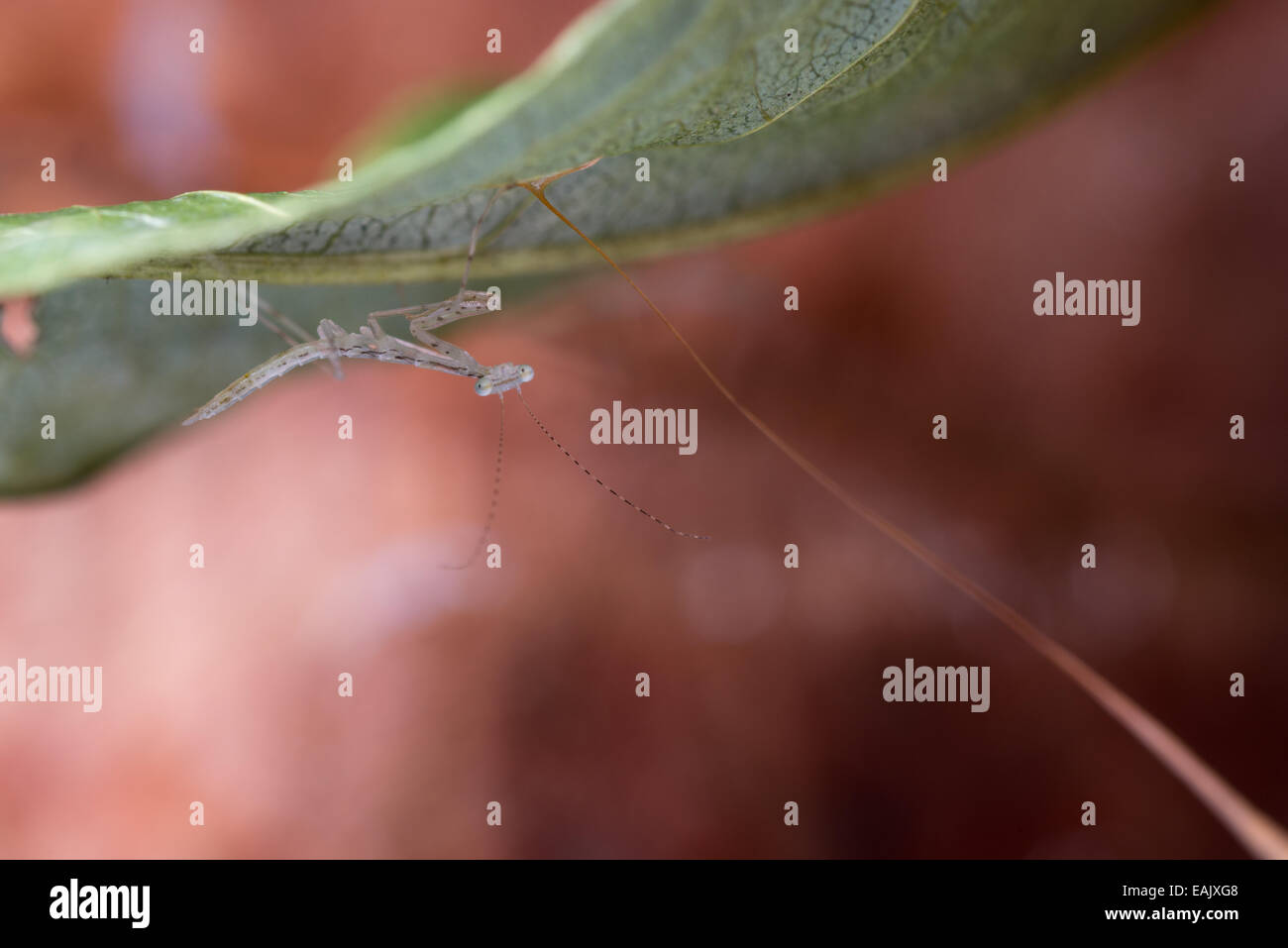 Praying mantis baby,Sinomantis denticulata, just hatched Stock Photo ...