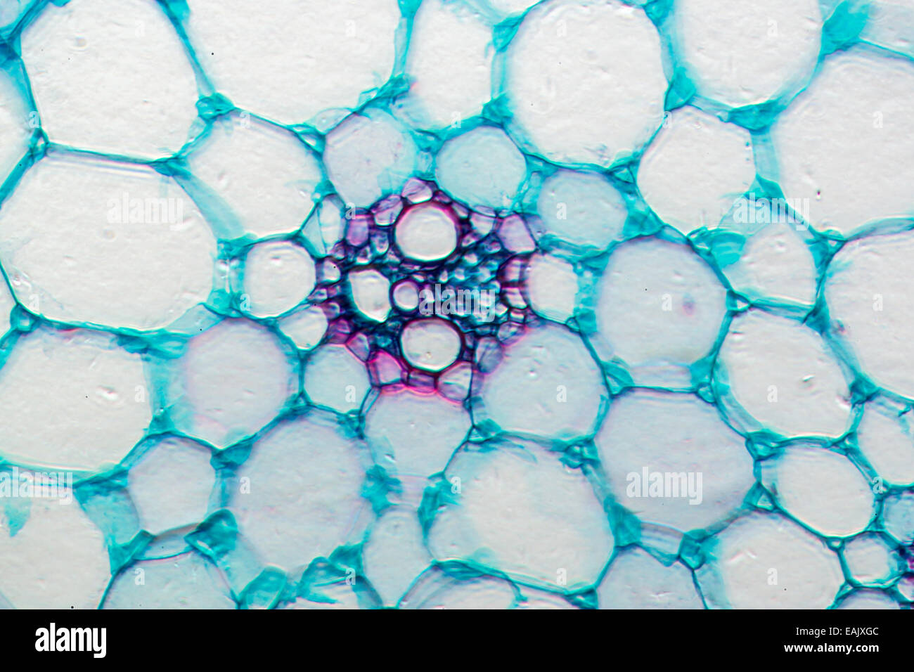 Corn stem cross section High Resolution Stock Photography and Images ...