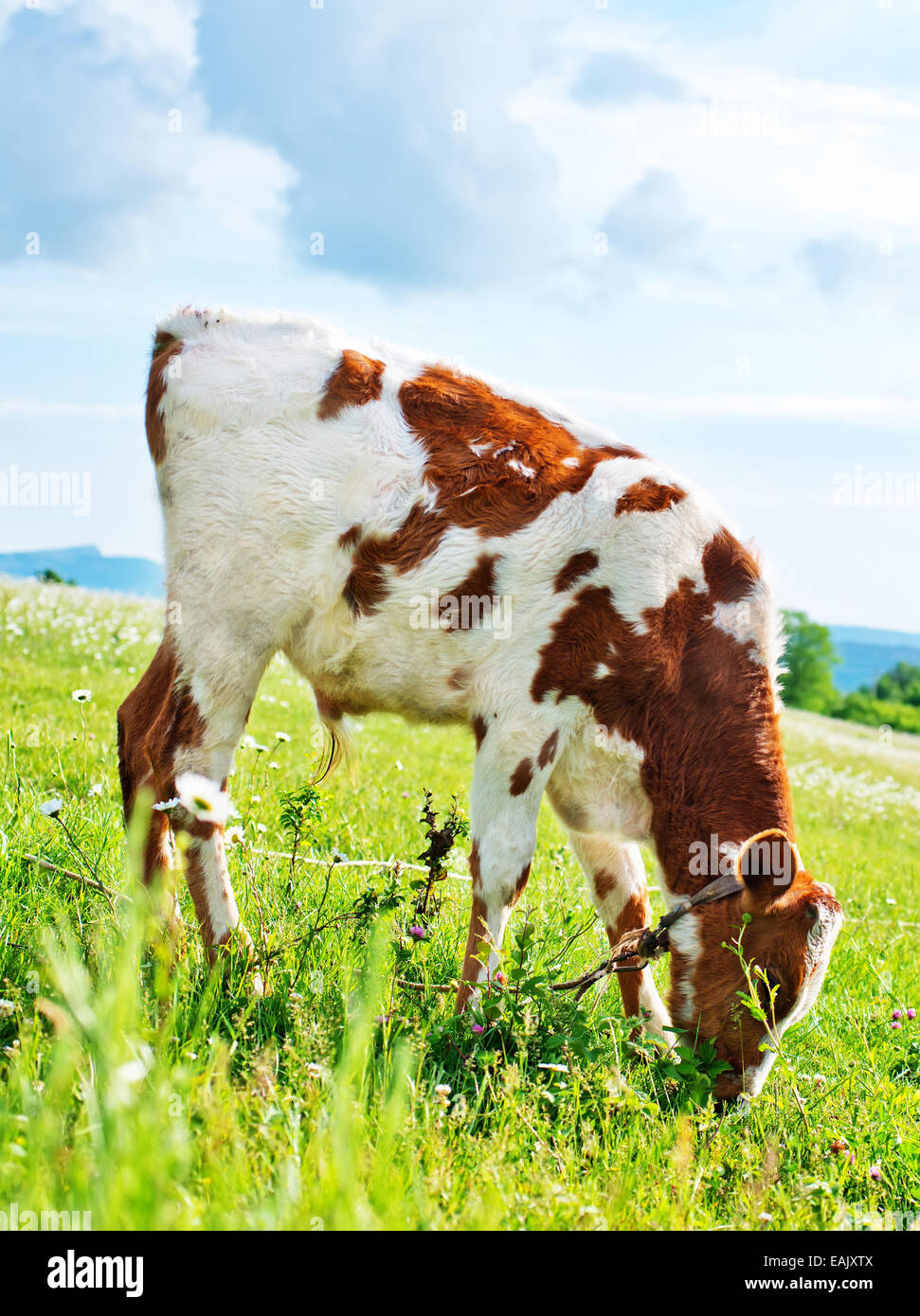 Dairy caw hi-res stock photography and images - Alamy