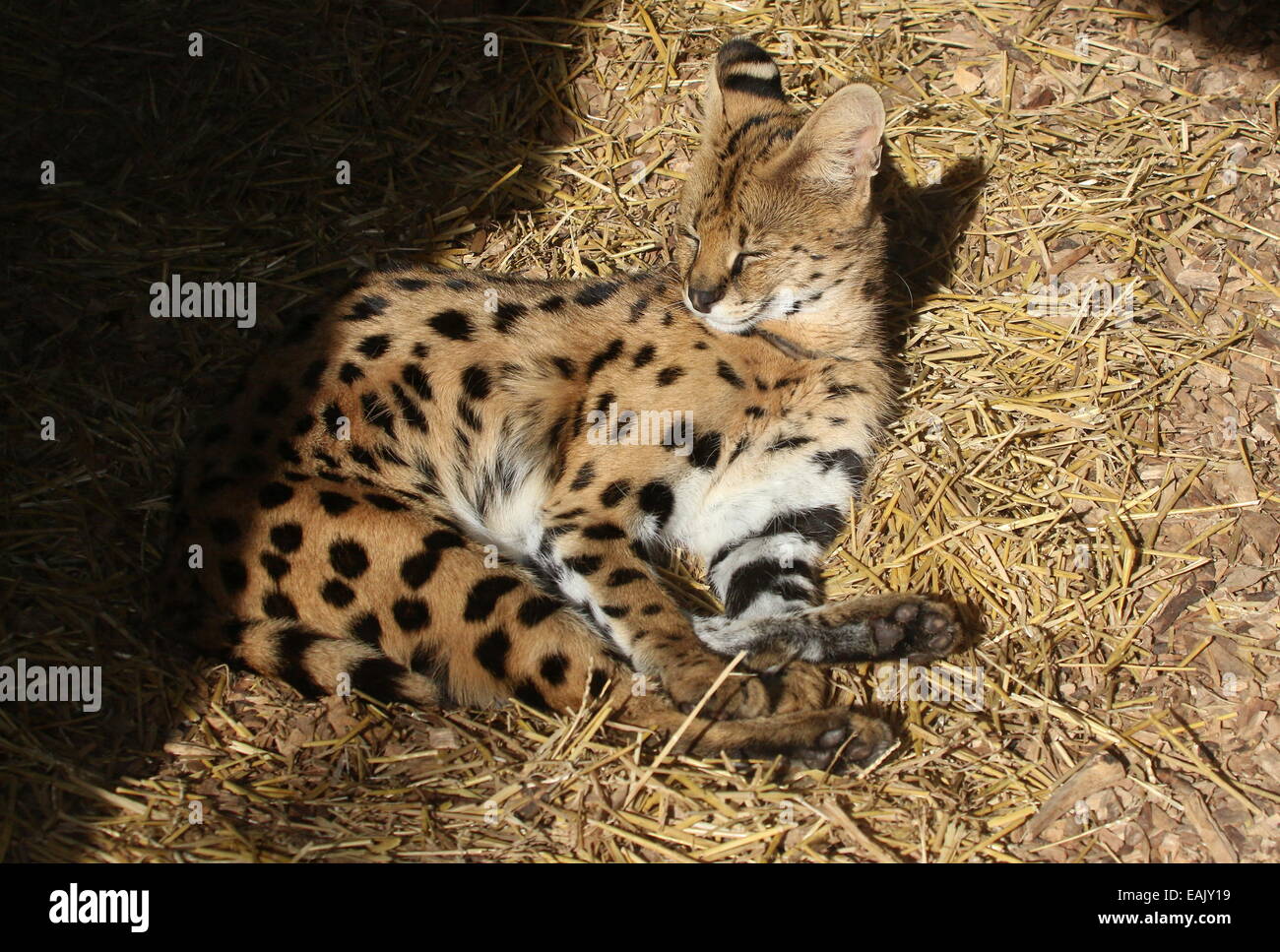 Resting serval hi-res stock photography and images - Alamy