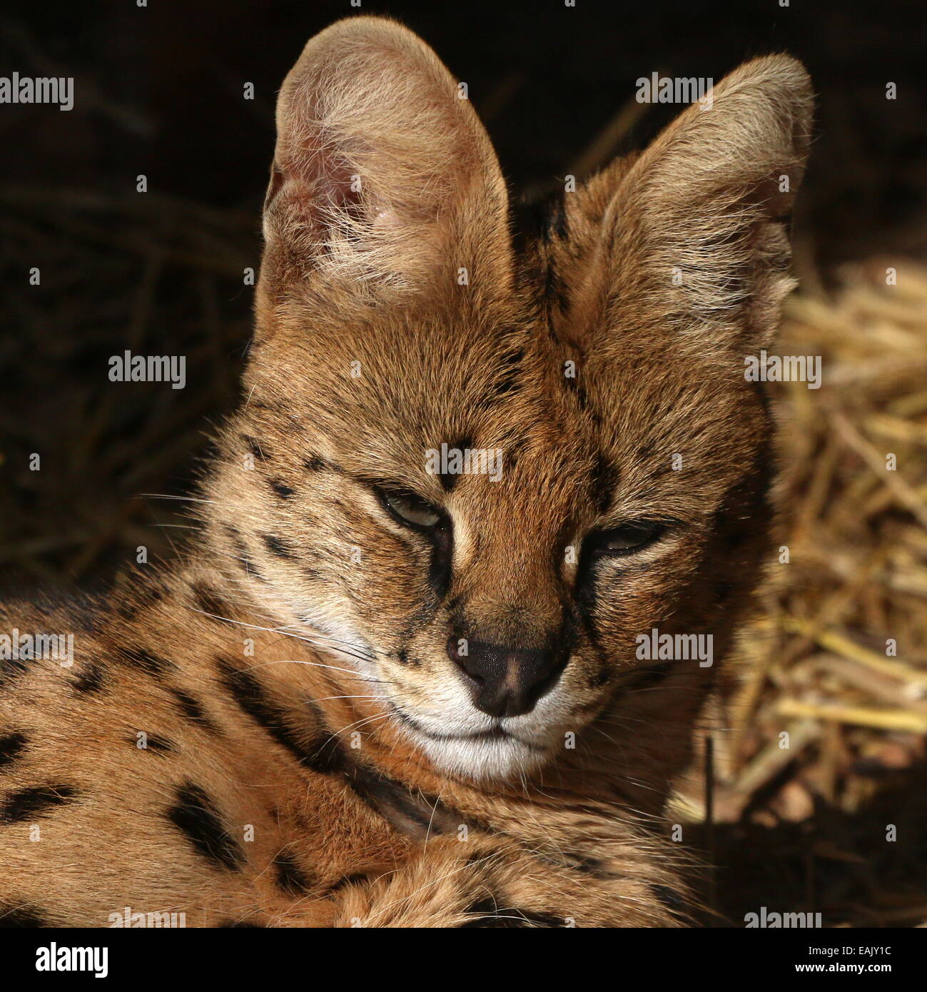 Close-up of the head of the African Serval (Leptailurus serval Stock ...