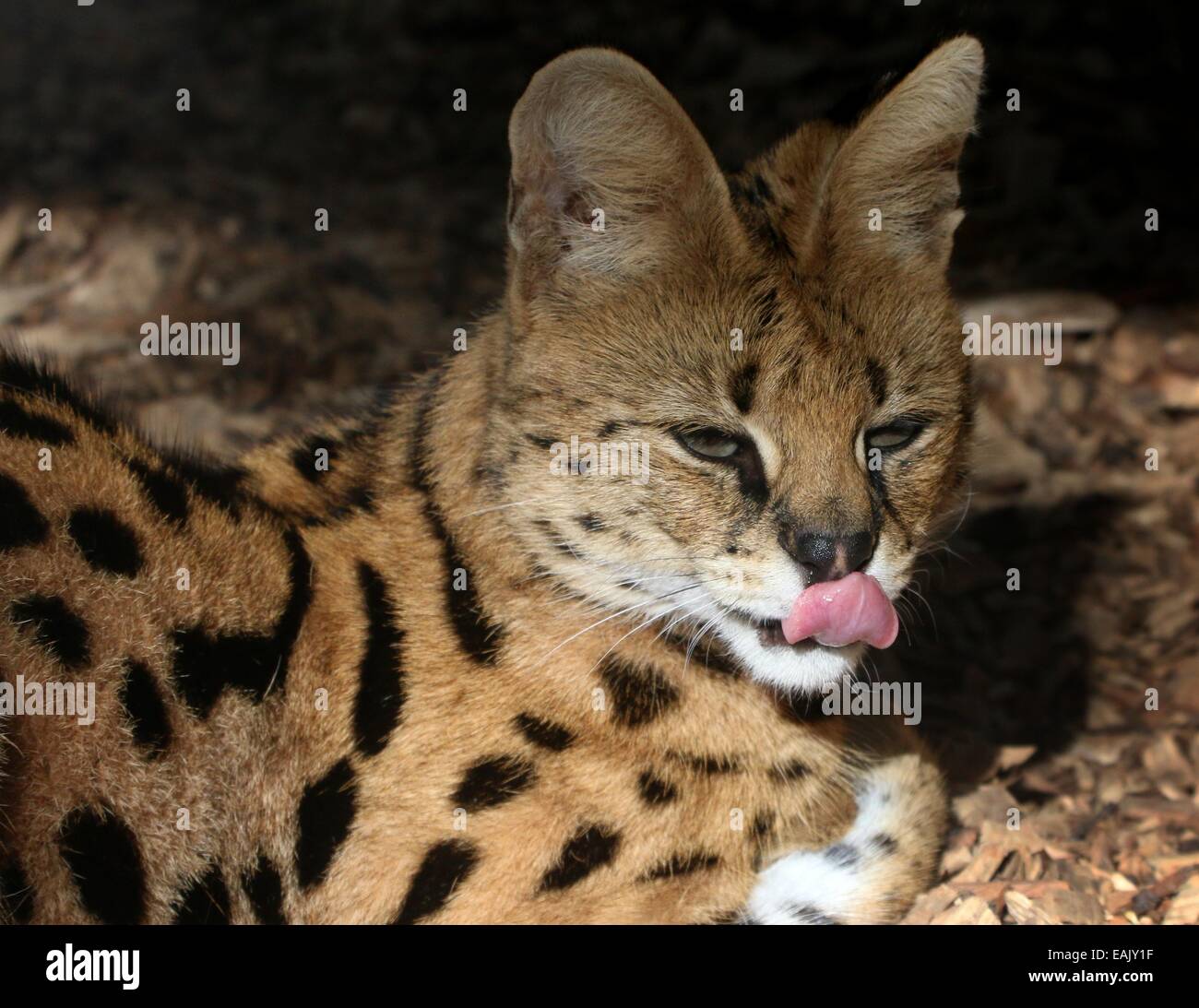 Close-up of the head of the African Serval (Leptailurus serval) licking ...