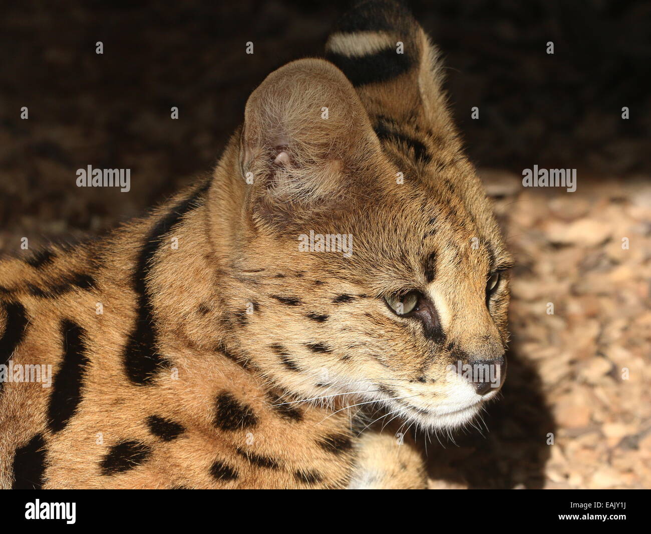 Close-up of the head of the African Serval (Leptailurus serval ...