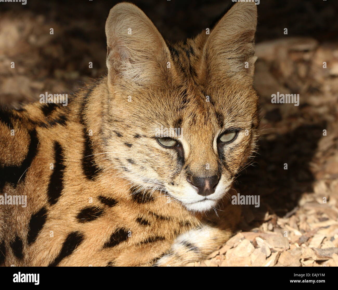 Alert eyes hi-res stock photography and images - Alamy