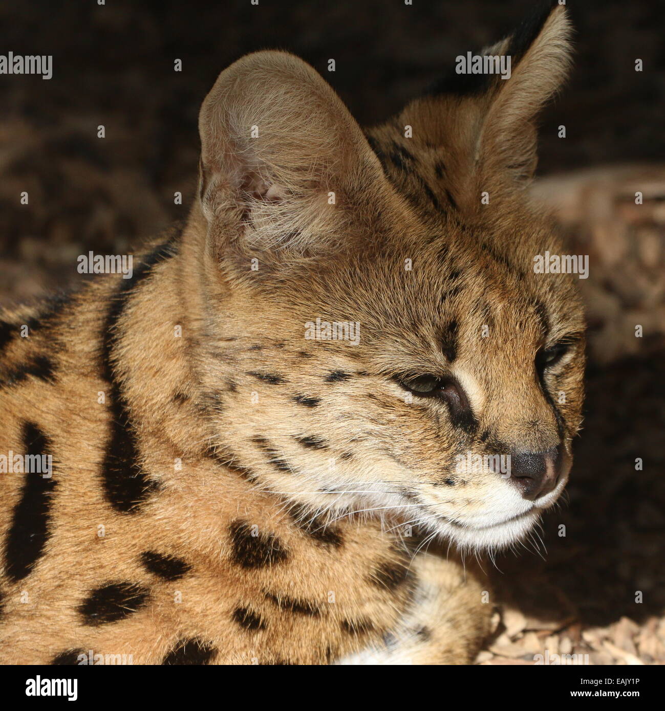 Close-up of the head of the African Serval (Leptailurus serval ...