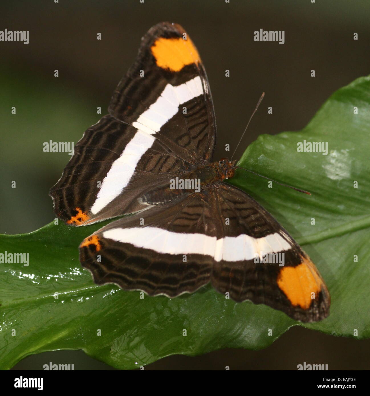 Mexican sister butterfly hi-res stock photography and images - Alamy