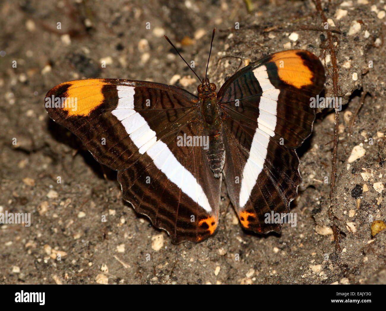 Band-celled Sister or Mexican Sister Butterfly (Adelpha fessonia ...