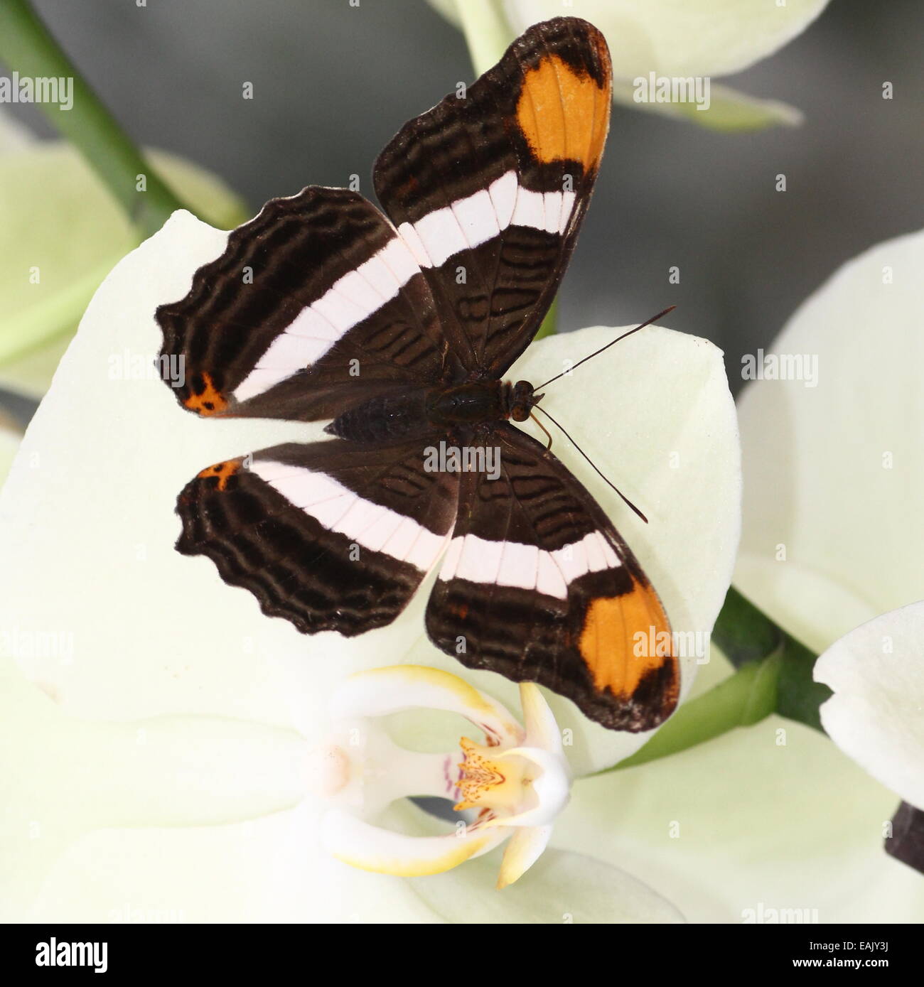 Mexican orchid hi-res stock photography and images - Alamy