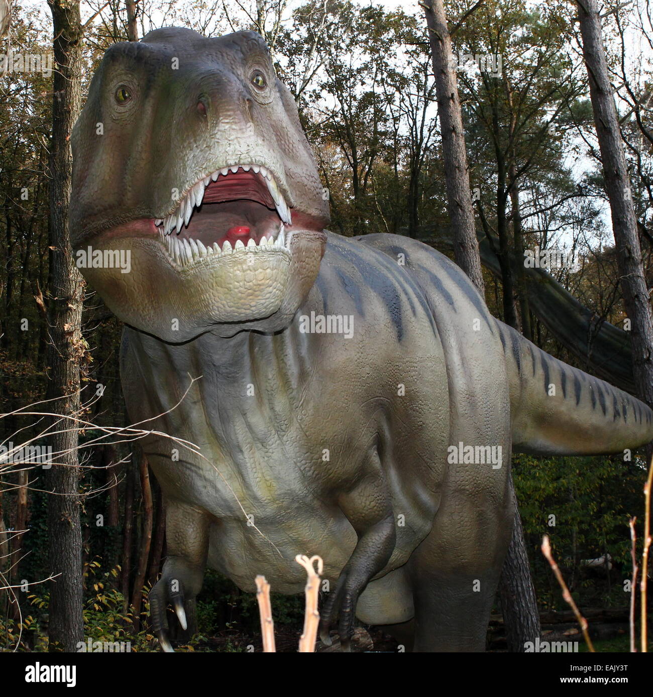 Tyrannosaurus rex dinosaur head face hi-res stock photography and ...