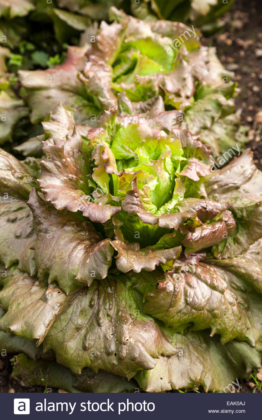 Batavia Stock Photos & Batavia Stock Images - Alamy