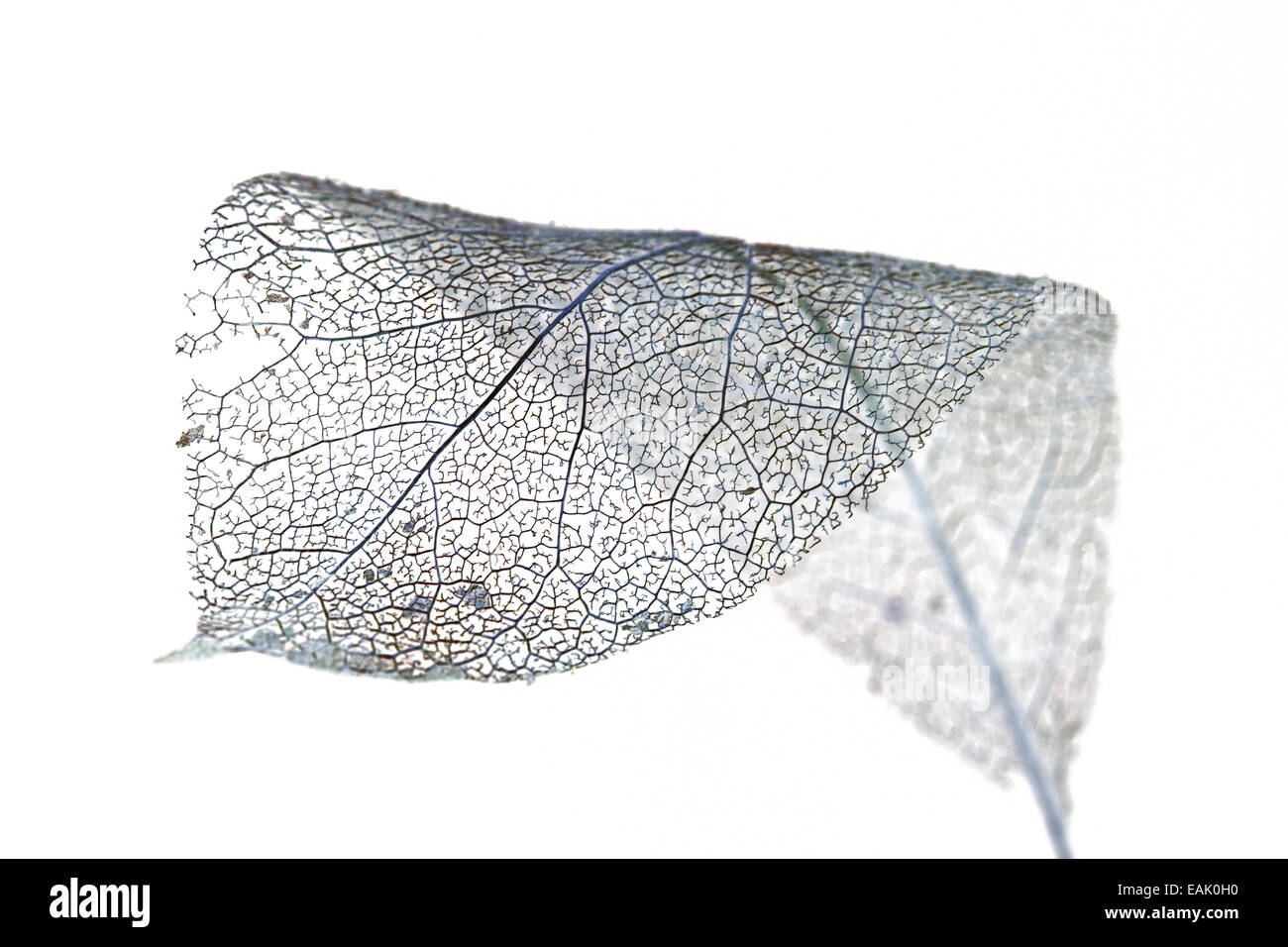 Leaf skeleton hi-res stock photography and images - Alamy