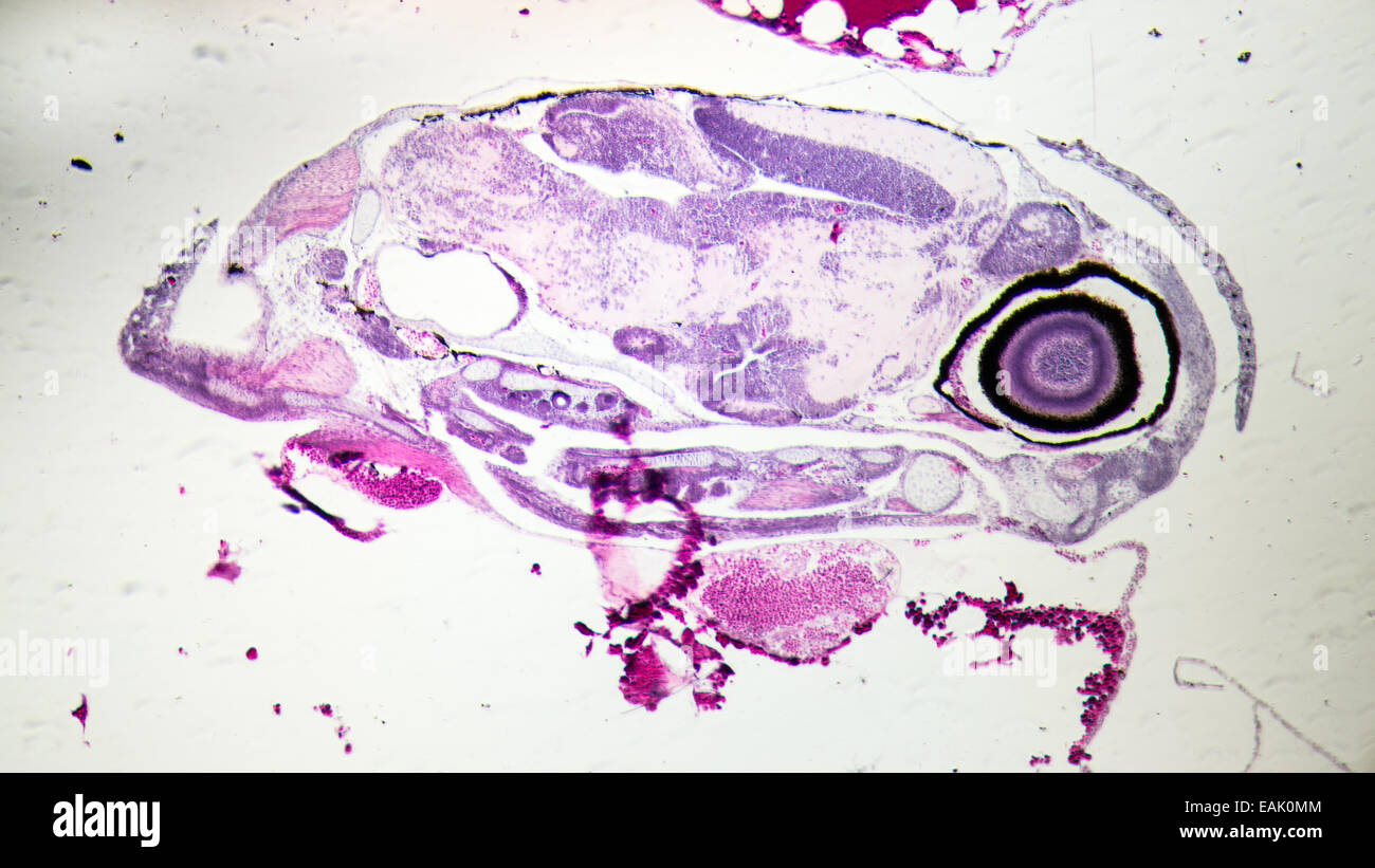 Ovary of fish, Tanichthys albonubes, Light micrograph of a section ...