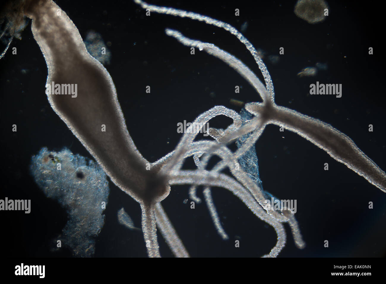 Light micrograph hi-res stock photography and images - Alamy